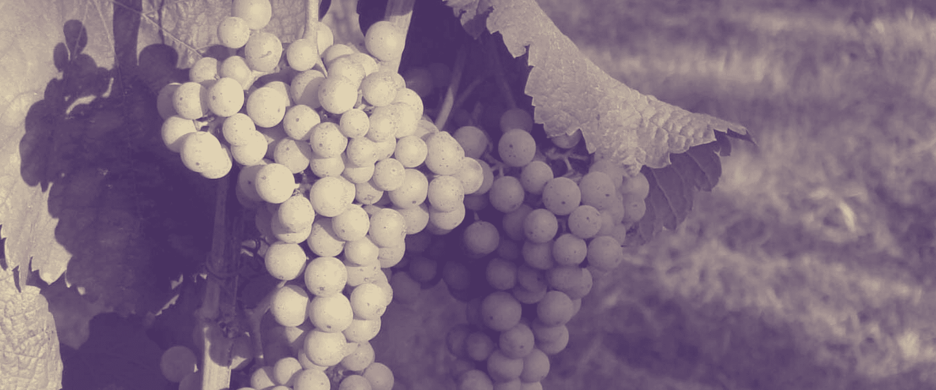 Arinto: uma uva branca entre as pérolas da viticultura portuguesa ...