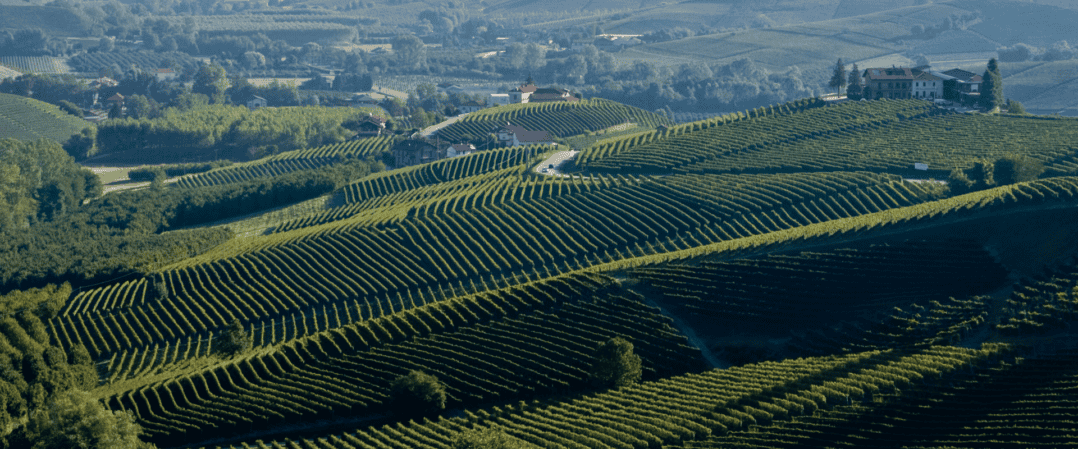 Conheça Cannubi, um dos vinhedos mais fascinantes de Barolo - Wine Fun
