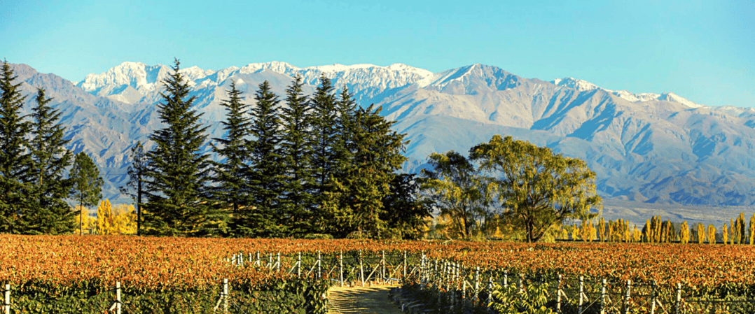 Paraje Altamira: conheça a origem de alguns dos melhores vinhos ...