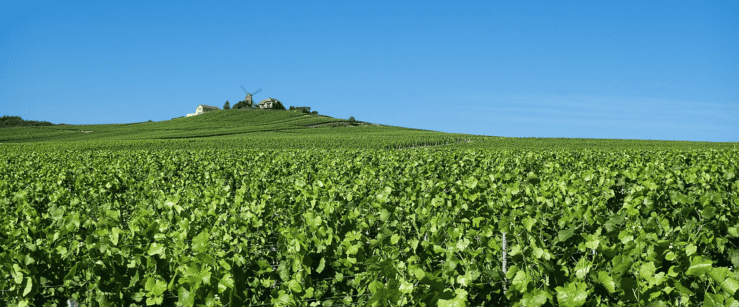 Champagne ganha seus primeiros vinhedos da uva híbrida Voltis - Wine Fun